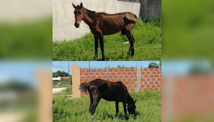 Caballos flacos y sin agua – Las últimas noticias de San Pedro
