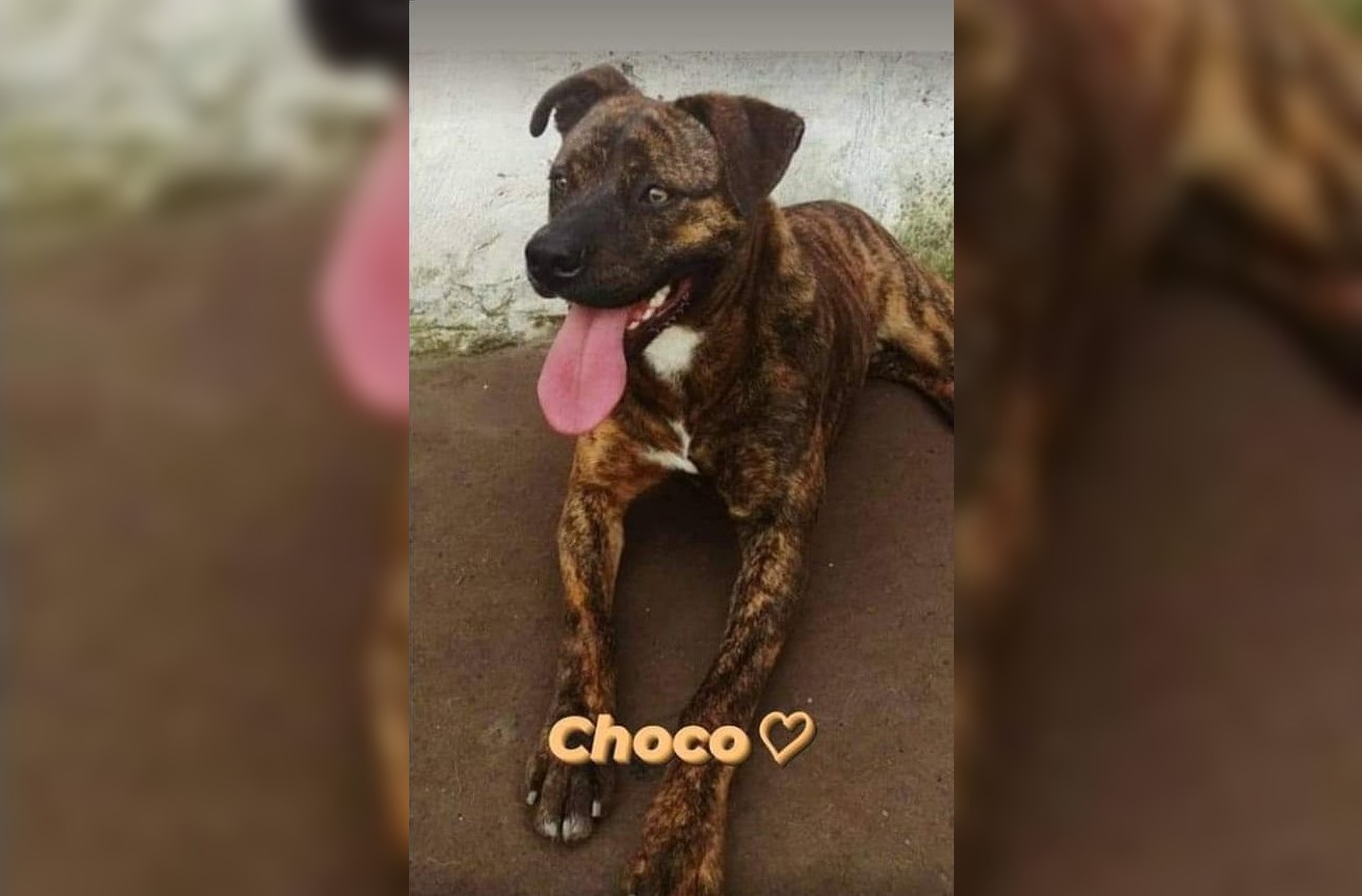 Chocolate está en adopción y busca familia – Las últimas noticias de ...