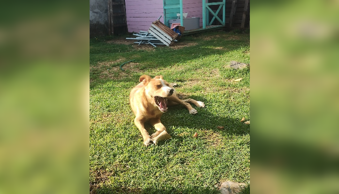 Mundo Mascotas: Ainoha y su historia de las segundas oportunidades ...